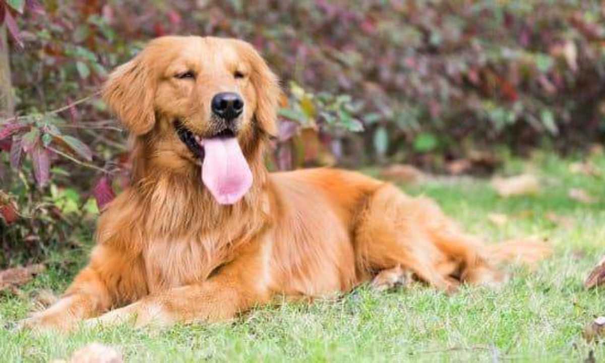Golden Retriever Origin Original Golden Retriever Names By Categories