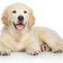 Golden Retriever Training, Health and Care - Totally Goldens