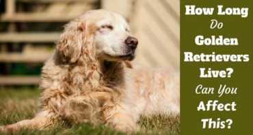 How Long Do Golden Retrievers Live? (Lifespan & Life Expectancy)