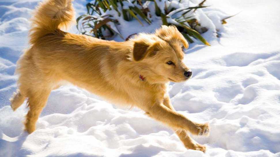 Golden Chow Dog: Golden Retriever and Chow Chow Mix