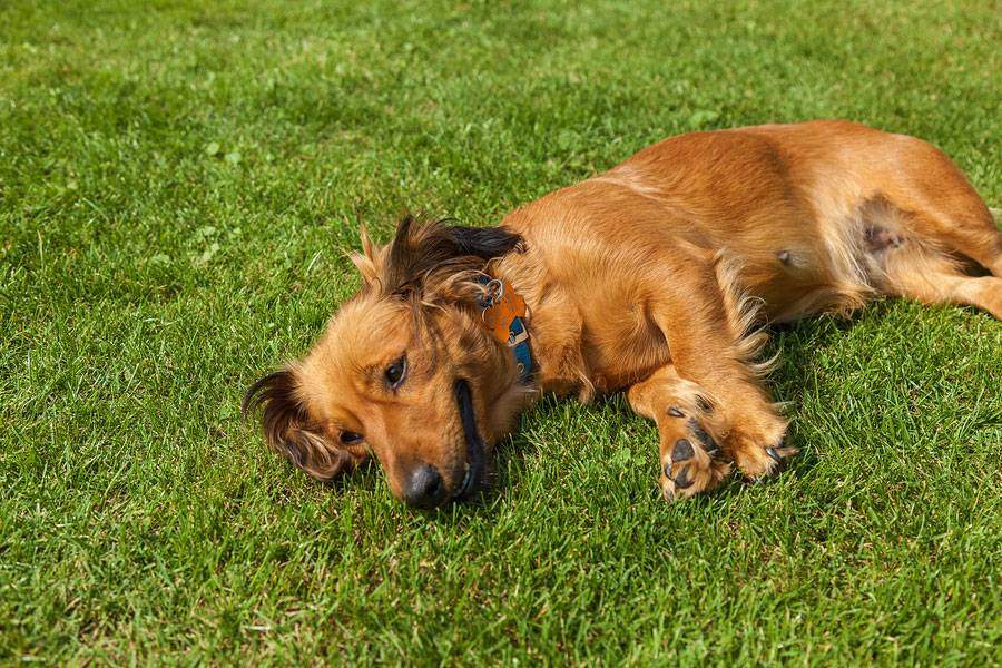 The History Of The Golden Retriever