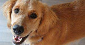 The Golden Retriever Breed Standard