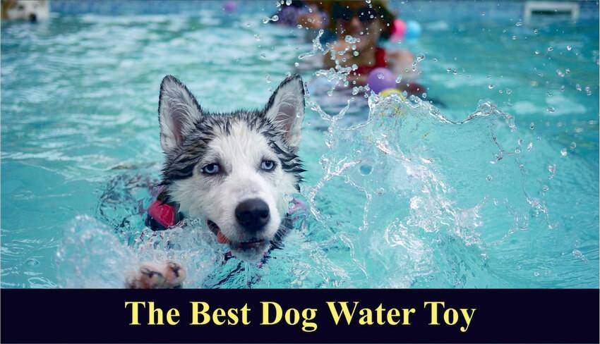 5 Best Dog Water Toys For Summer & Outdoors 2019 - Totally Goldens