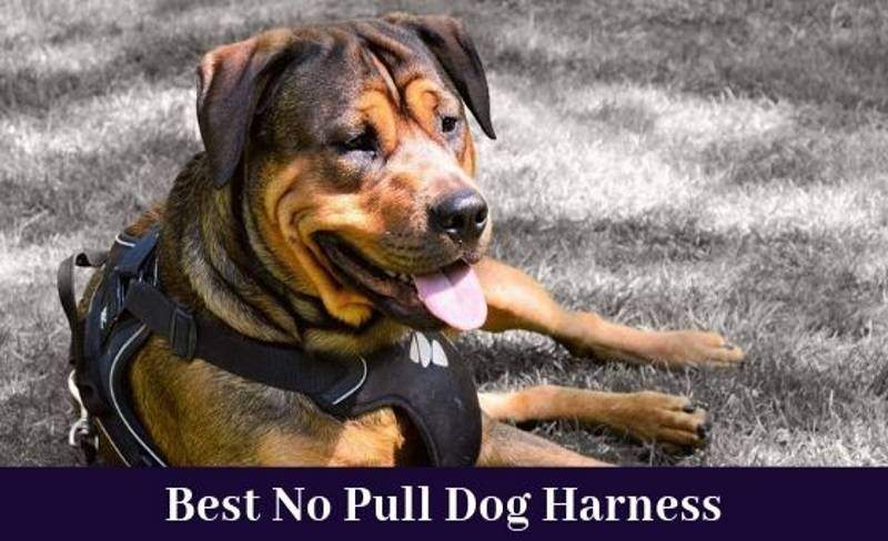 Best No Pull Dog Harness In 2019 - Totally Goldens