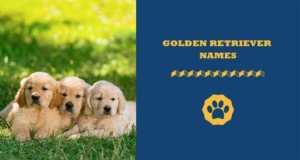 Top 300 Golden Retriever Names And Their Meanings