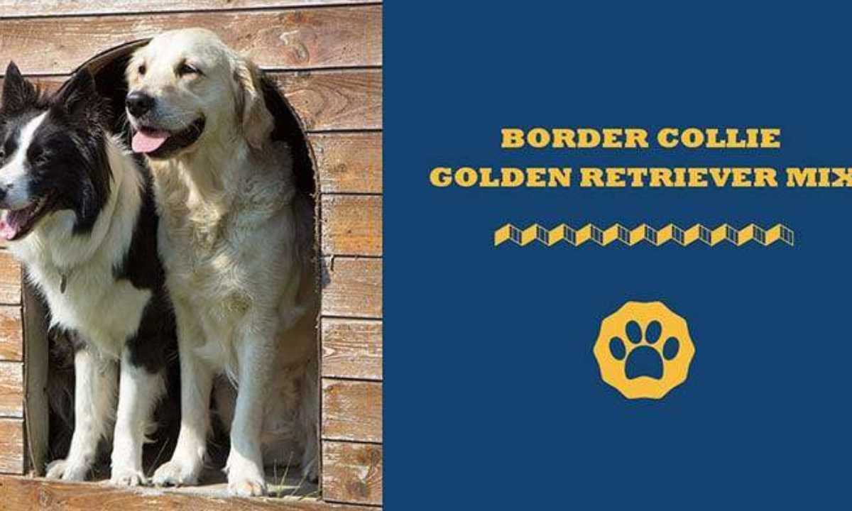 What Does A Border Collie Golden Retriever Mix Look Like