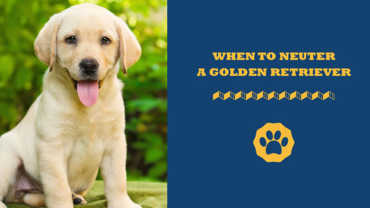 Golden Retriever Behavior: Puppy Stages, Temperamnet & Personality