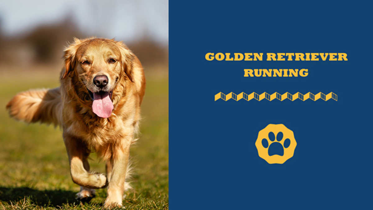 Golden Retriever Running Partner What Are Golden Retrievers Like? An