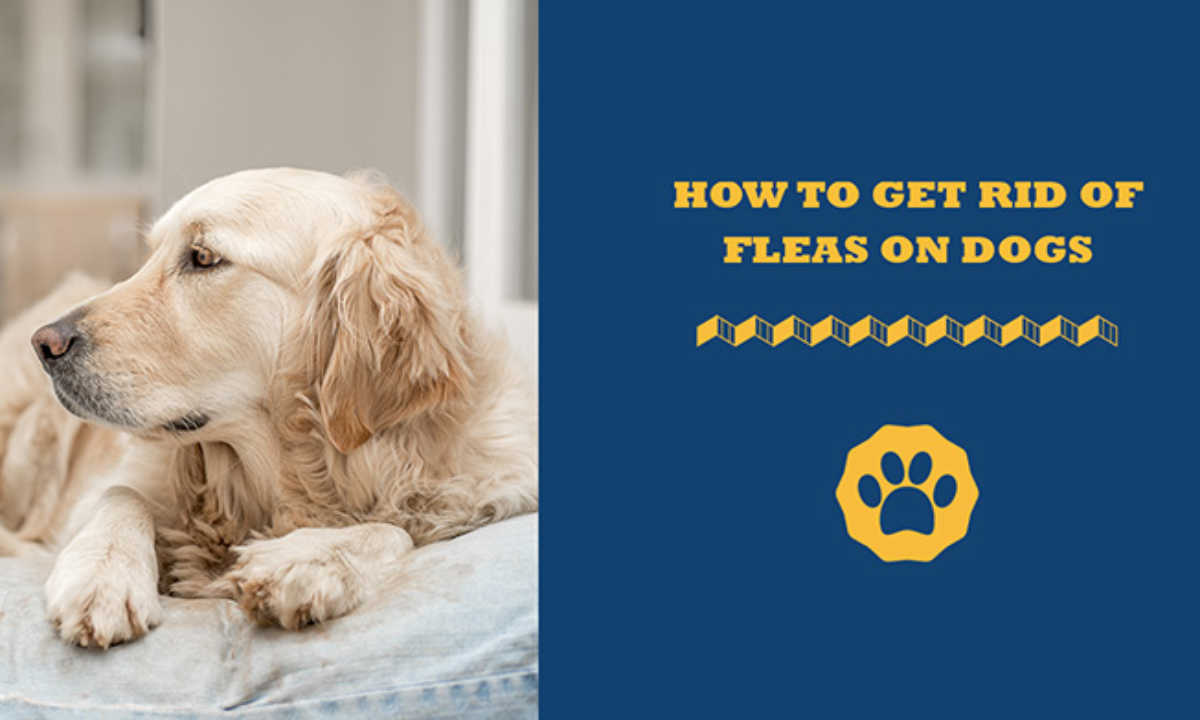 How To Get Rid Of Dog Fleas How To Remove Dog Fleas From Your Home: