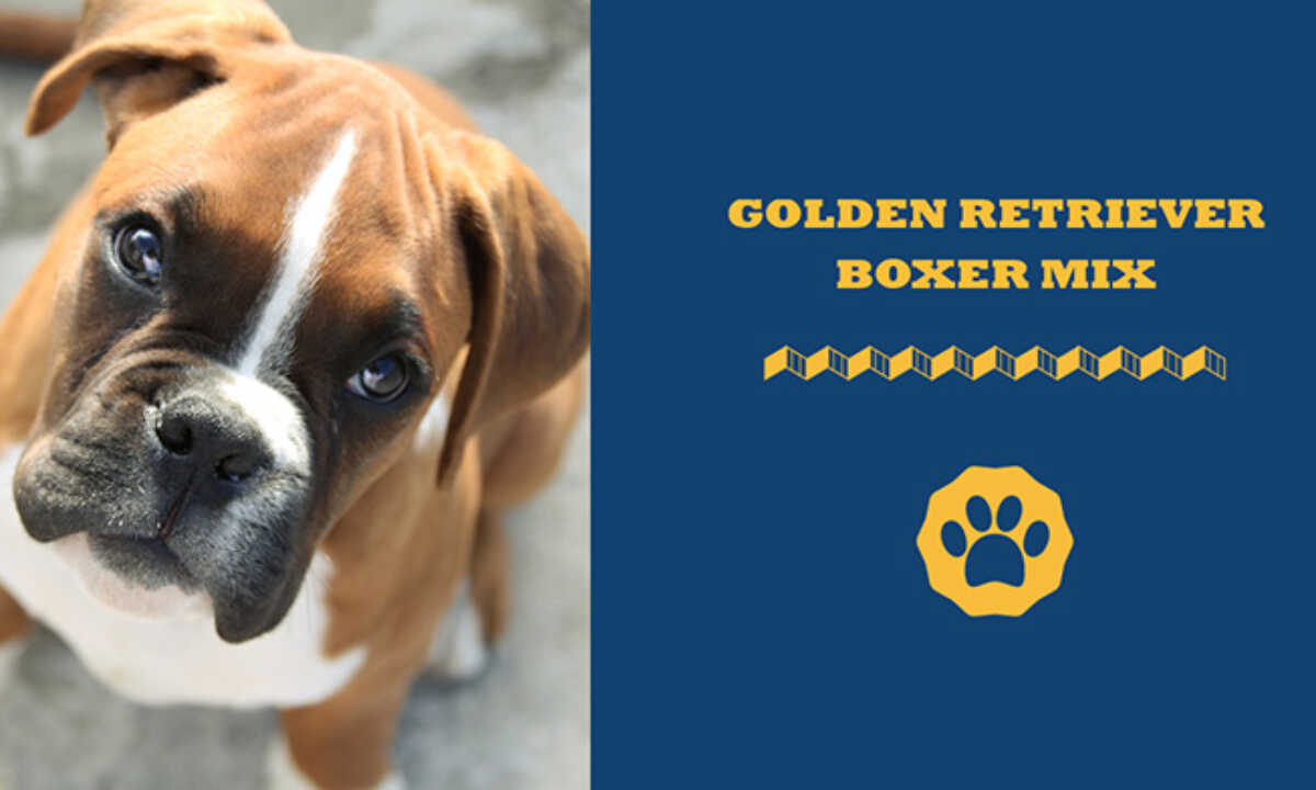 Dog Boxer Mix Kennel Training And Rules Help A Boxer Doberman Mix