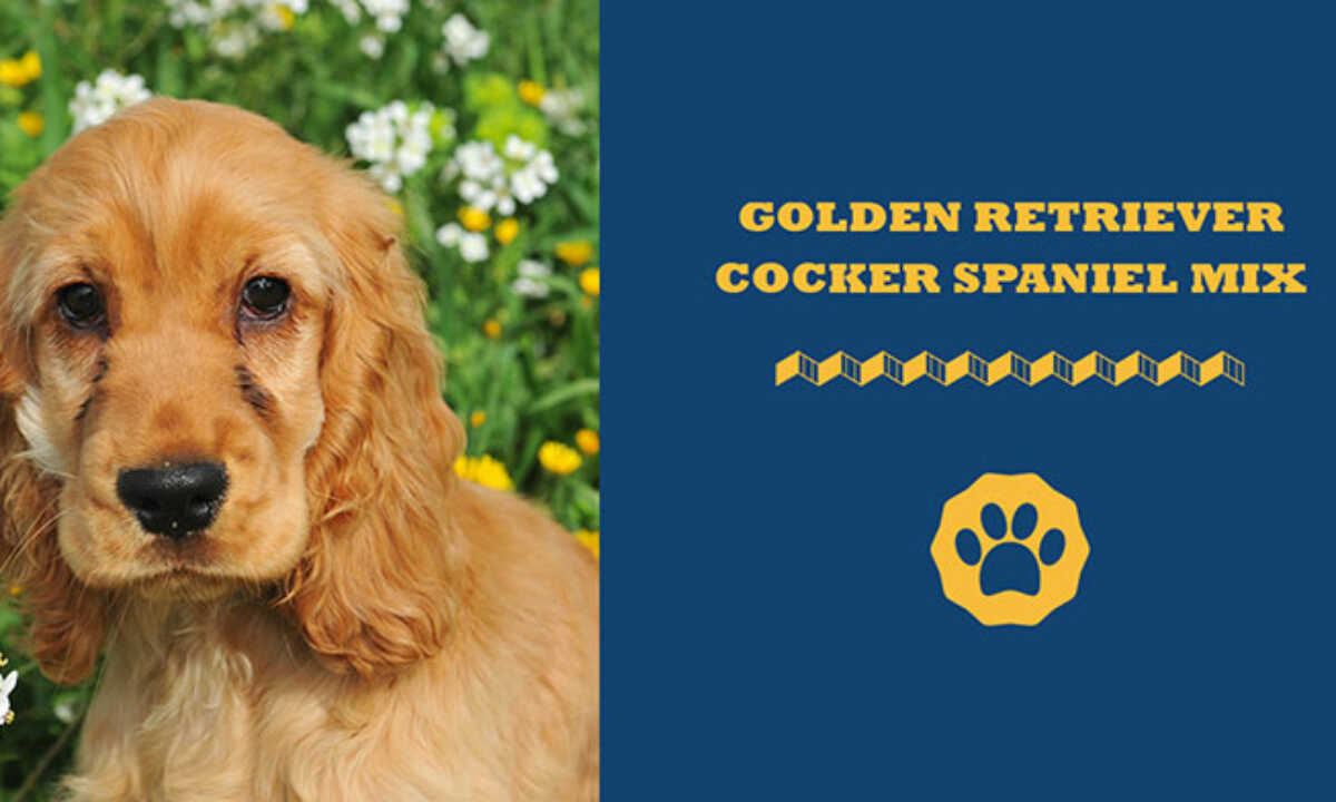 Retriever Cocker Spaniel Mix
