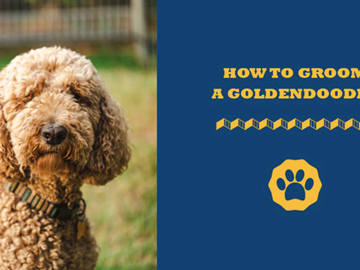 Best way to groom a goldendoodle store