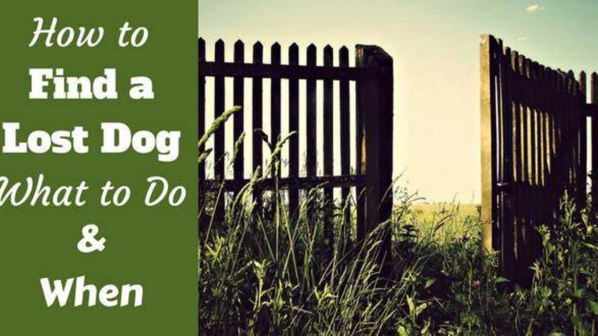 What Do You Do If You Find A Lost Dog At Night