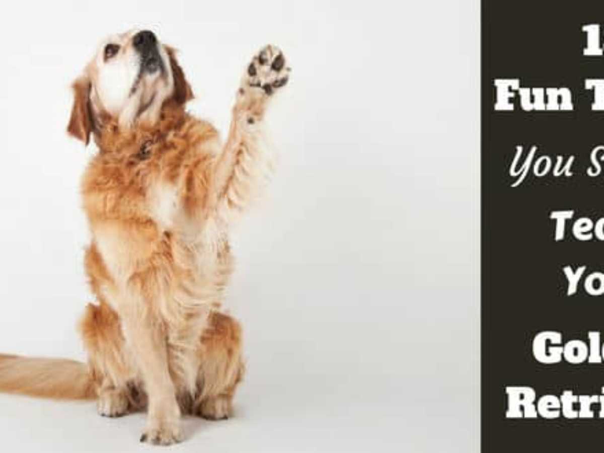 How To Teach A Labrador Tricks