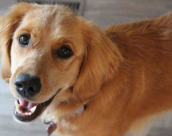 5 Things to know about the Mini Golden Retriever (Small & Teacup)