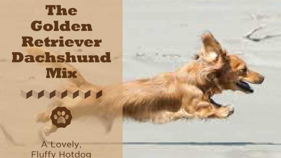 Golden Dox: The Golden Retriever Dachshund Mix - Totally Goldens