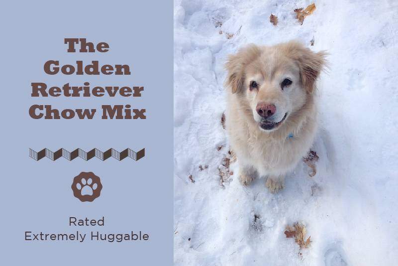 Golden Chow Dog: Golden Retriever and Chow Chow Mix