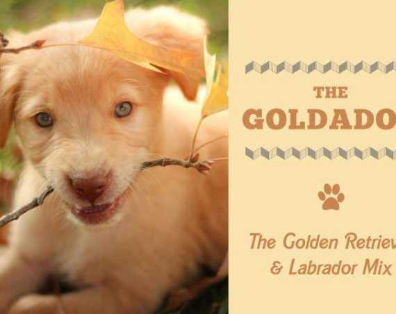 Red Golden Retrievers: Puppies, Facts, Information & Lifespan