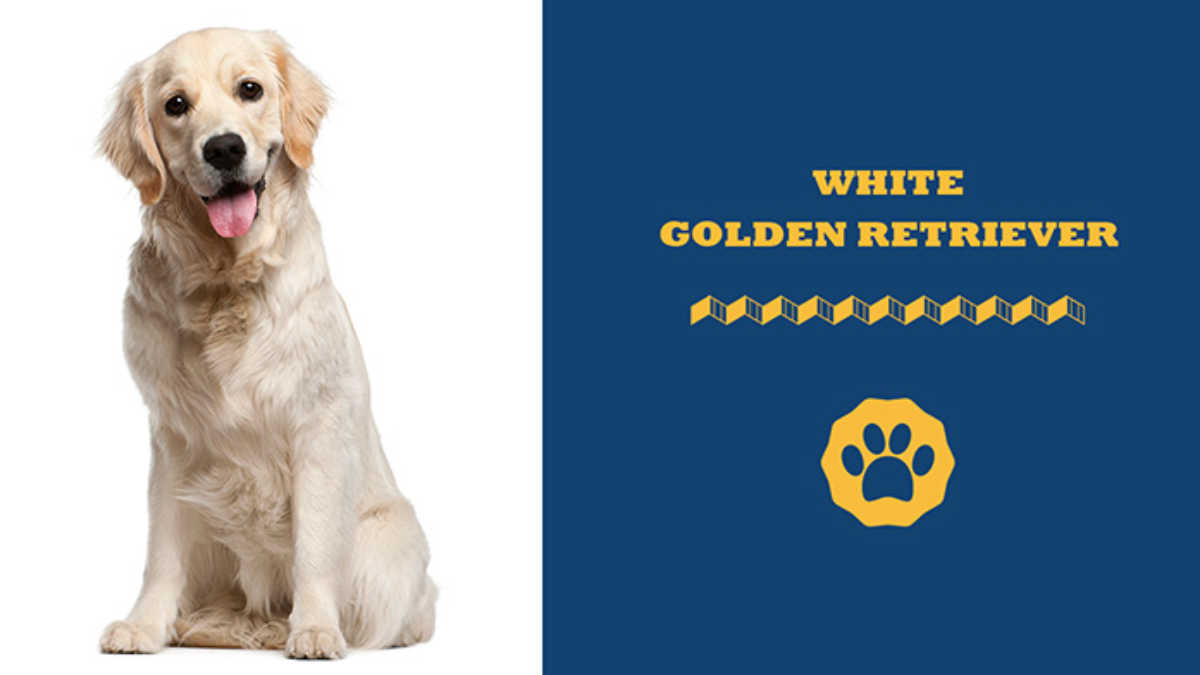 What Is A White Golden Retriever Called