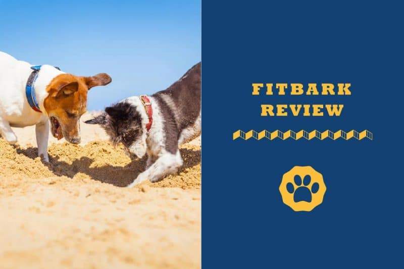 Fitbark Review [1 & 2]: Is It Really The Best Dog Activity Monitor?