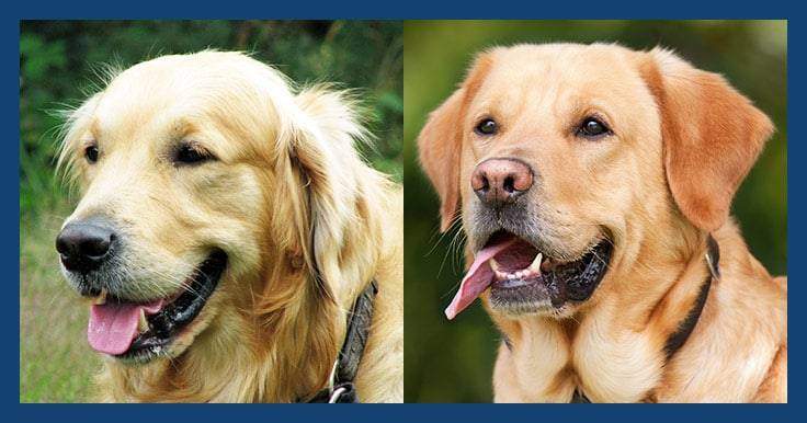 Golden Retriever Lab Mix – Get Your Facts About Goldadors