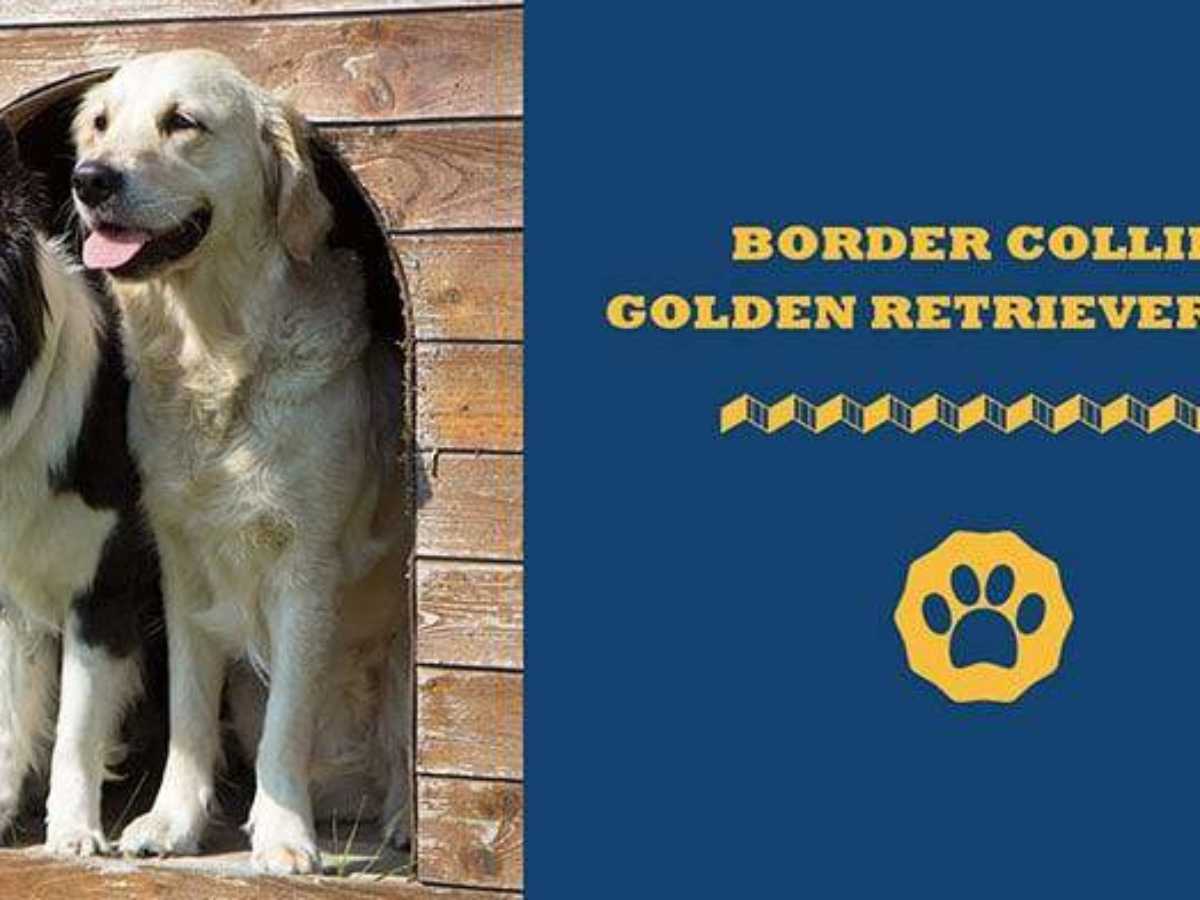 How Big Will A Golden Retriever Border Collie Mix Get