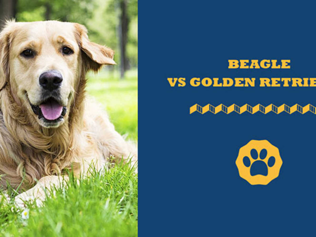 Beagle Vs Labrador Which One Is Right For Your Family