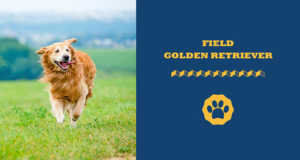 Field Golden Retriever – Is This The Perfect Golden For You?