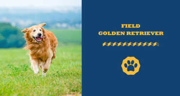 Field Golden Retriever – Is This The Perfect Golden For You?