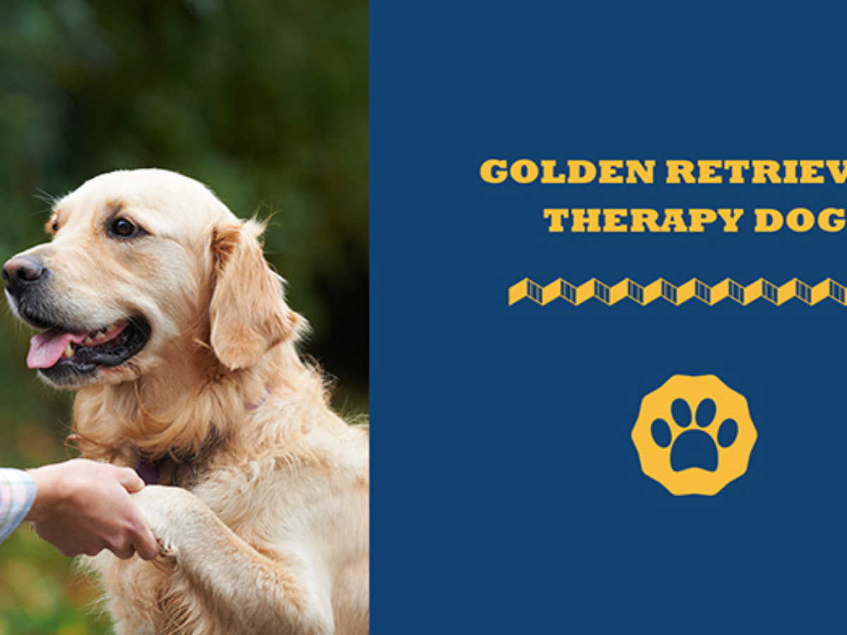 Why Are Golden Retrievers Used As Guide Dogs