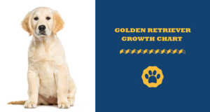 Golden Retriever Growth & Weight Chart - Puppy And Adult (2025)