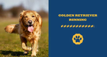 Golden Retriever Behavior: Puppy Stages, Temperamnet & Personality