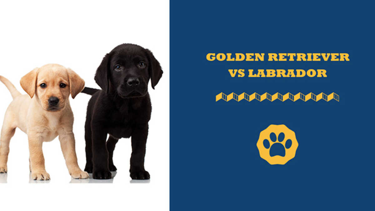 Golden Retriever Vs Labrador Retriever Which Is A Better Pet
