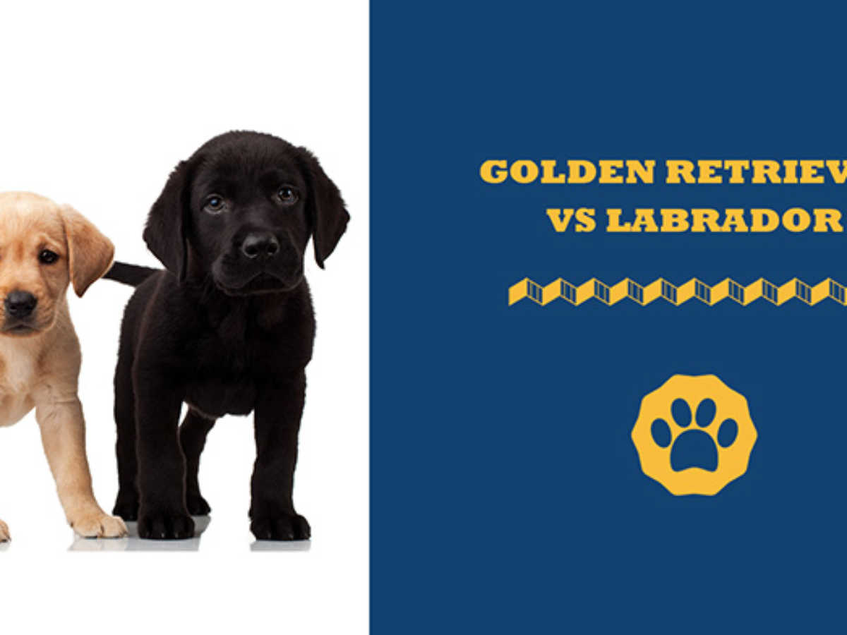 Are Labrador And Golden Retrievers The Same