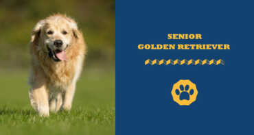 Senior Golden Retriever - What To Expect When They Age