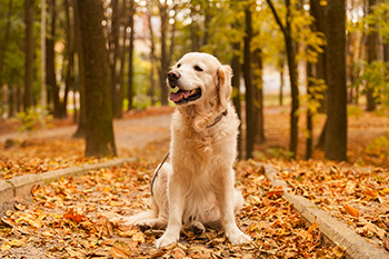 What Can I Expect From A Golden Retriever Boxer Mix?