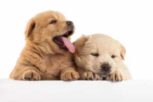 5 Things to know about the Mini Golden Retriever (Small & Teacup)