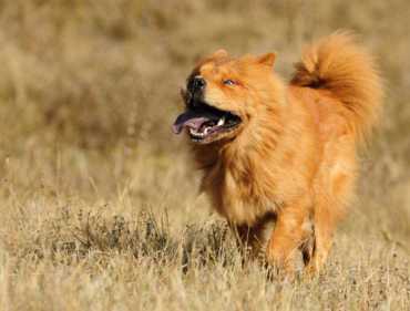 Golden Chow Dog: Golden Retriever and Chow Chow Mix