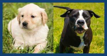 Golden Retriever Pit Bull Mix – Your Guide To A Rare Hybrid