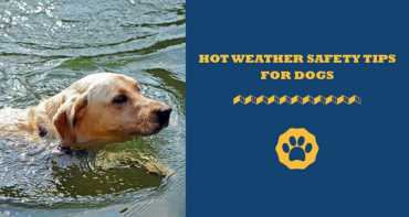 Hot Weather Safety Tips For Dogs – Can Dogs Overheat?