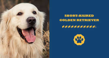 The Latest (& Facts) About Short-Haired Golden Retriever